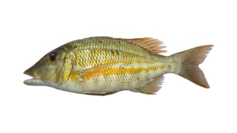 Fishing for Orange-striped emperor → Explore Catches, Top Baits & More!