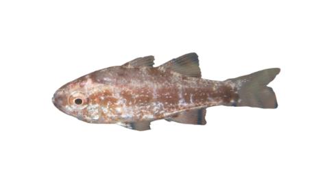 Fishing for Elongate siphonfish → Explore Catches, Top Baits & More!