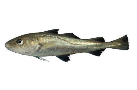 Fishing for Saffron cod → Explore Catches, Top Baits & More!