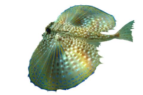 Fishing for Flying gurnard → Explore Catches, Top Baits & More!
