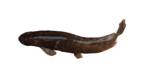 Fishing for Common river galaxias → Explore Catches, Top Baits & More!