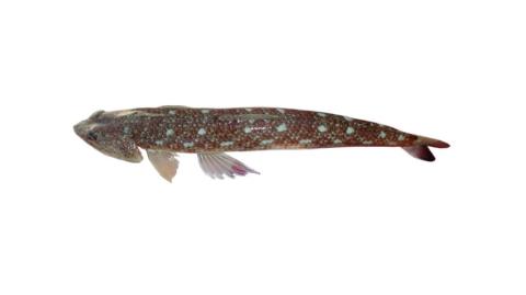 Fishing for Inotted lizardfish: Fish Species – FishAngler.com