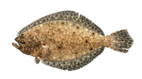 Fishing for Summer flounder: Fish Species – FishAngler.com