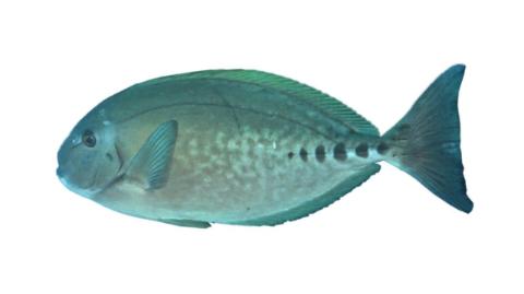 Fishing for Sixplate sawtail: Fish Species – FishAngler.com