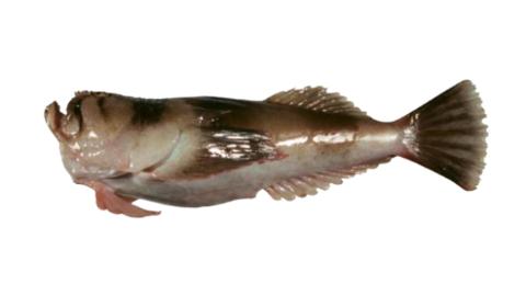 Fishing for Deepwater stargazer → Explore Catches, Top Baits & More!