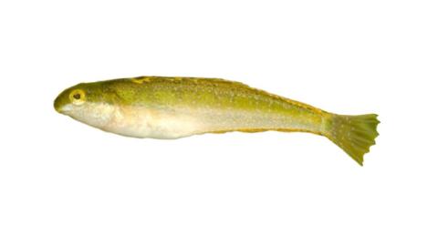 Fishing for Variable sabretooth blenny: Fish Species – FishAngler.com