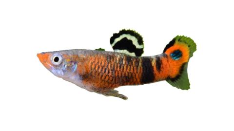 Fishing for Swamp guppies → Explore Catches, Top Baits & More!