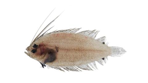 Fishing for Large-crested lefteye flounder → Explore Catches, Top Baits ...
