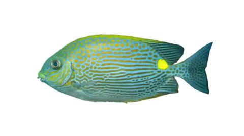 Fishing for Golden-lined spinefoot → Explore Catches, Top Baits & More!