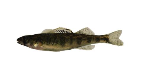 Fishing for Shield darter: Fish Species – FishAngler.com
