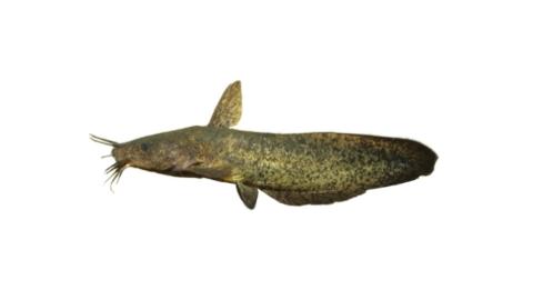 Fishing for Freshwater cobbler → Explore Catches, Top Baits & More!