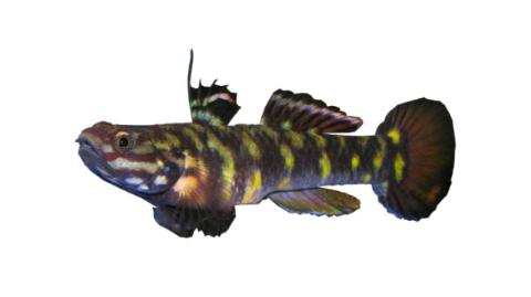 Fishing for Chequered mangrove goby: Fish Species – FishAngler.com