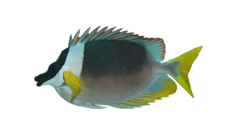 Fishing for Magnificent rabbitfish → Explore Catches, Top Baits & More!