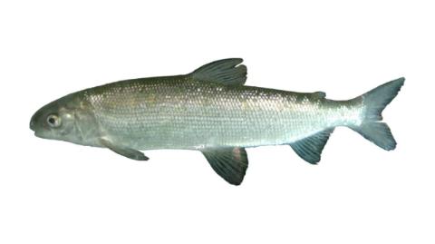 Fishing for Tugun → Explore Catches, Top Baits & More!