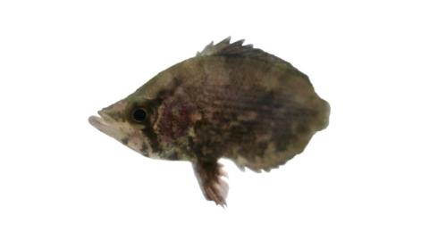 Fishing for African leaffish → Explore Catches, Top Baits & More!