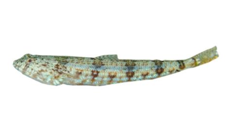 Fishing for Sand lizardfish: Fish Species – FishAngler.com