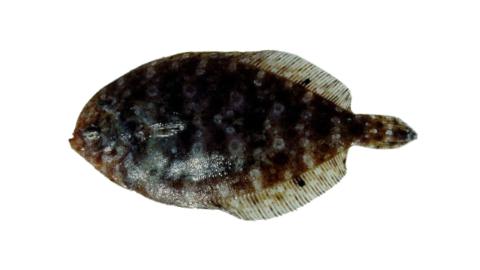 Fishing for Spotless lefteye flounder → Explore Catches, Top Baits & More!