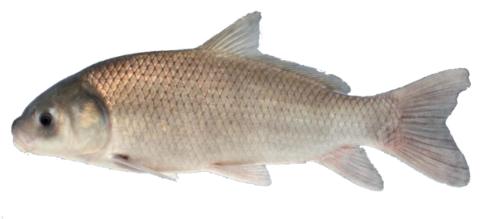 Fishing for Black buffalo: Fish Species – FishAngler.com