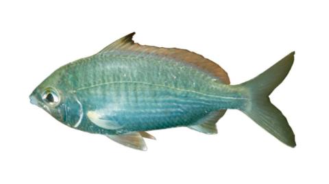 Fishing for Common silver belly: Fish Species – FishAngler.com