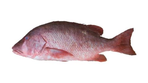 Fishing for Dog snapper: Fish Species – FishAngler.com