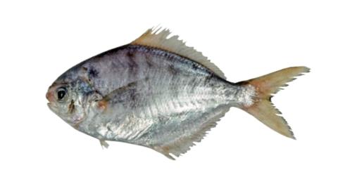 Fishing for Blackspot butterfish → Explore Catches, Top Baits & More!