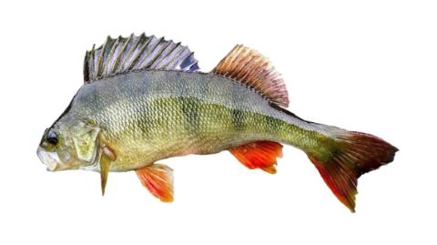 Fishing for European perch: Fish Species – FishAngler.com