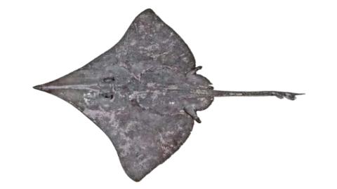 Fishing for Deepwater skate: Fish Species – FishAngler.com