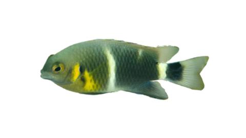Fishing for Surge damselfish: Fish Species – FishAngler.com
