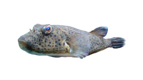 Fishing for Guinean puffer: Fish Species – FishAngler.com