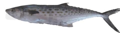 Fishing for Serra Spanish mackerel → Explore Catches, Top Baits & More!