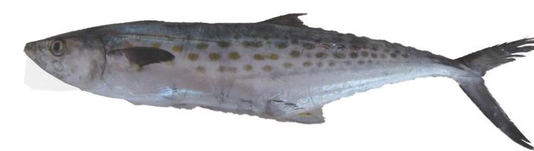 Fishing for Serra Spanish mackerel: Fish Species – FishAngler.com