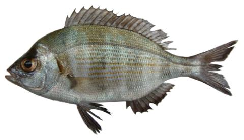 Fishing for Black seabream → Explore Catches, Top Baits & More!