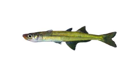 Fishing for Waccamaw silverside: Fish Species – FishAngler.com