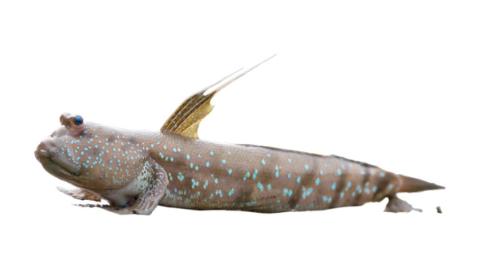 Fishing for Boddart's goggle-eyed goby: Fish Species – FishAngler.com