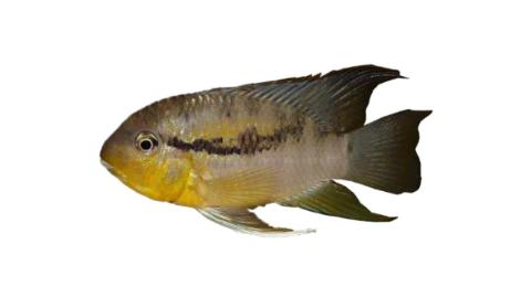 Fishing for Banded acara: Fish Species – FishAngler.com