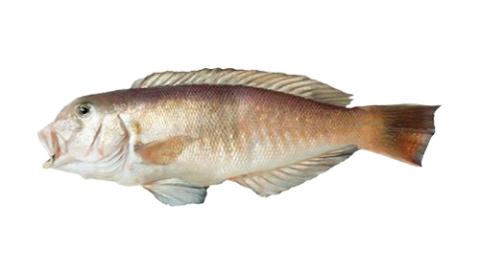 Fishing for White horsehead → Explore Catches, Top Baits & More!