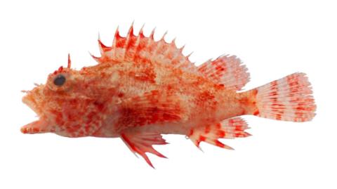 Fishing for Hunchback scorpionfish → Explore Catches, Top Baits & More!