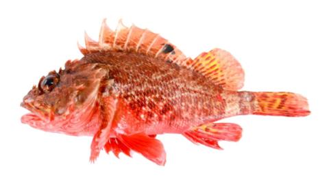 Fishing for Red rock cod → Explore Catches, Top Baits & More!