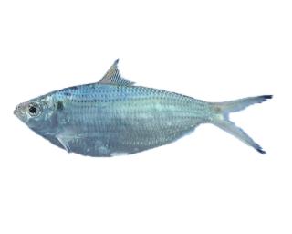 Fishing for Atlantic threadfin: Fish Species – FishAngler.com