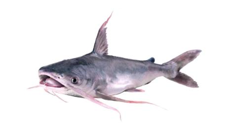 Fishing for Gafftopsail sea catfish → Explore Catches, Top Baits & More!