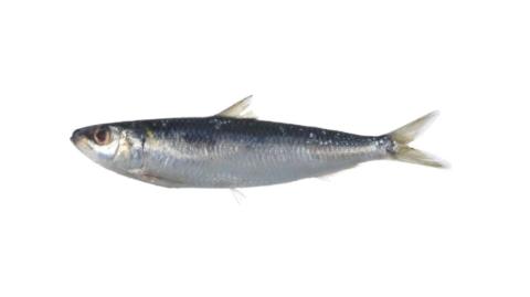 Fishing for Bali sardinella → Explore Catches, Top Baits & More!
