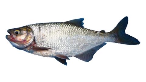 Fishing for Machaca → Explore Catches, Top Baits & More!