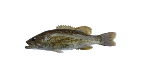 Fishing for Cahaba Bass → Explore Catches, Top Baits & More!