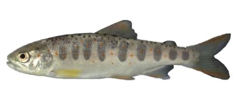 Fishing for Amago: Fish Species – FishAngler.com