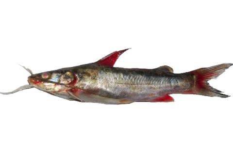 Fishing for Long-whiskered catfish → Explore Catches, Top Baits & More!