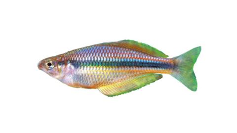 Fishing for Van Heurn's rainbowfish → Explore Catches, Top Baits & More!