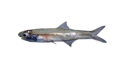 Fishing for Narrow-striped anchovy: Fish Species – FishAngler.com