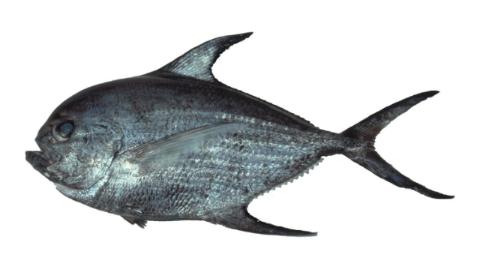 Fishing for Big-scale pomfret: Fish Species – FishAngler.com