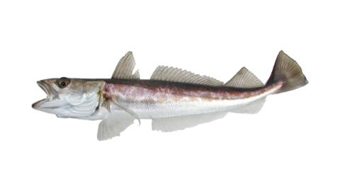 Fishing for Silver hake → Explore Catches, Top Baits & More!