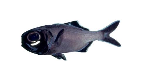 Fishing for Splitfin flashlightfish → Explore Catches, Top Baits & More!